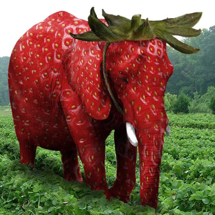 morango Serviços, Packs, Fotos, Vídeos e Perfis