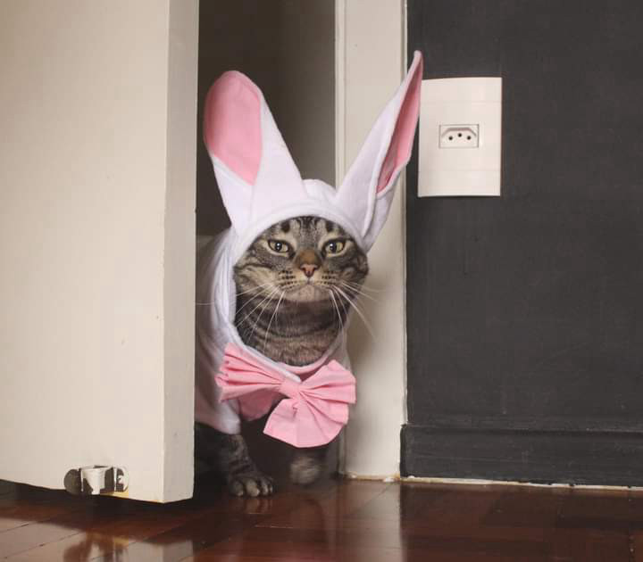 Irmaos Goodman Serviços, Packs, Fotos, Vídeos e Perfis